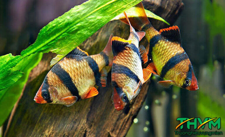 Cá Xecan Là Gì? Dân Chơi Cá Cảnh Không Nên Bỏ Qua