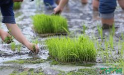 Nông nghiệp lúa nước: Lịch sử, Phương pháp và Tác động đến Môi trường